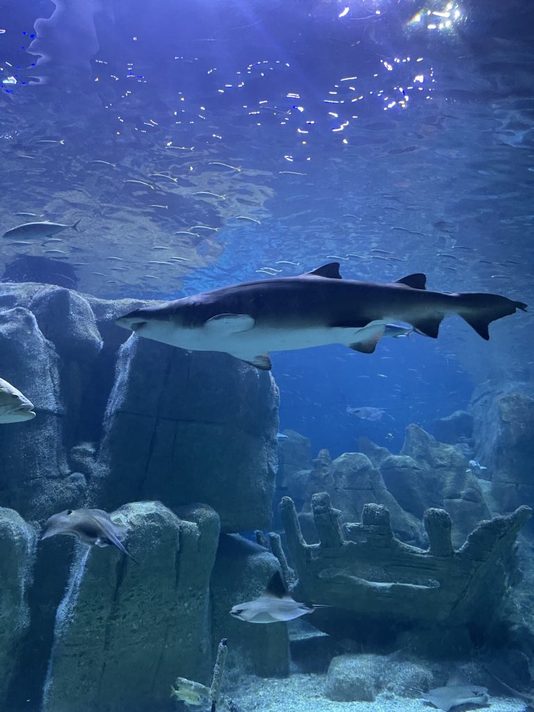 İstanbul Florya Akvaryum - al bu bilgiyi